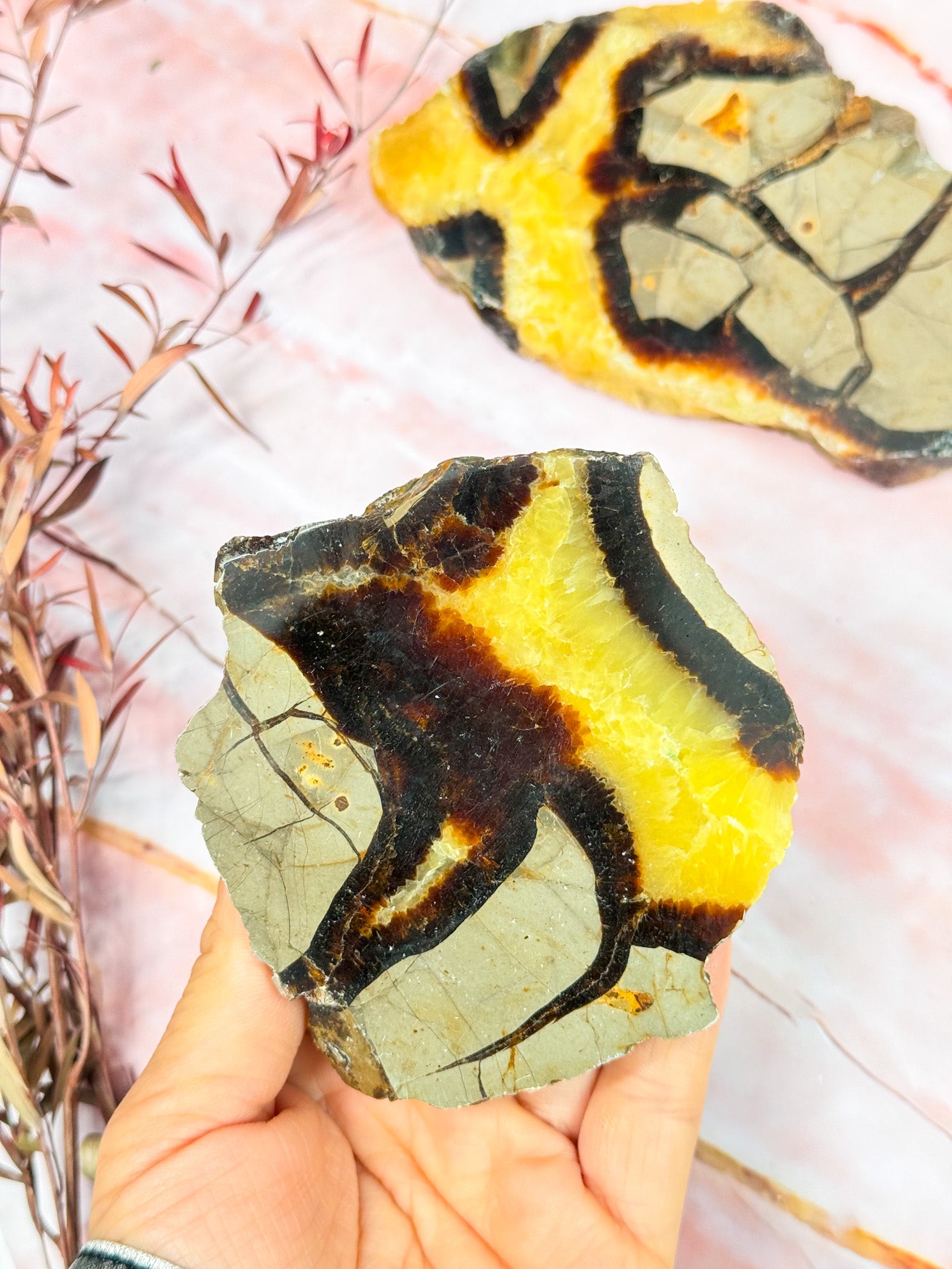 Septarian Dragon Slices – Rocks and Soul